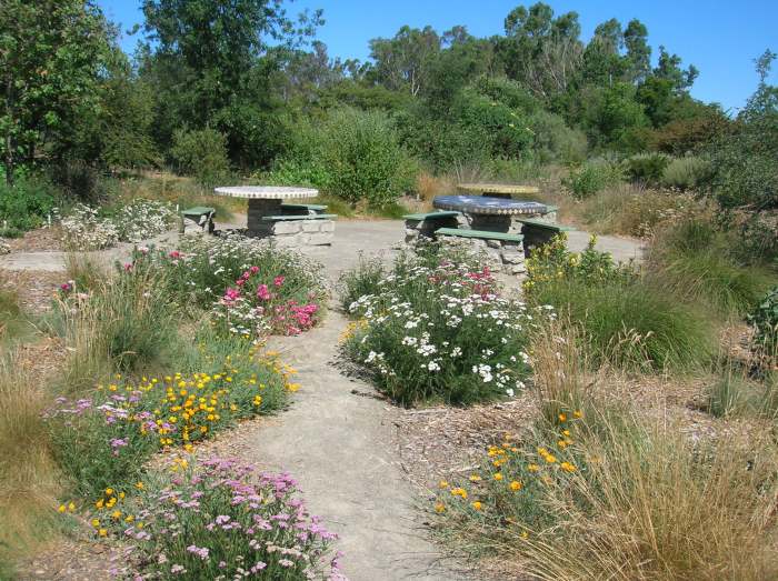 native california plants | The Granada Native Garden Newsletter