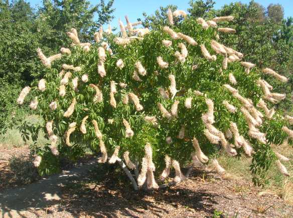 May | 2013 | The Granada Native Garden Newsletter