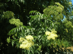 Elderberry – A “Miracle Plant”? | The Granada Native Garden Newsletter