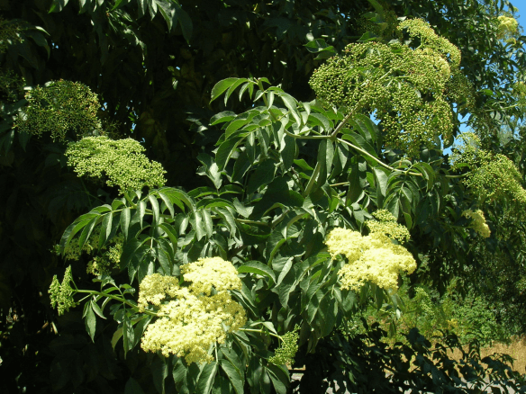 Elderberry – A “Miracle Plant”? | The Granada Native Garden Newsletter