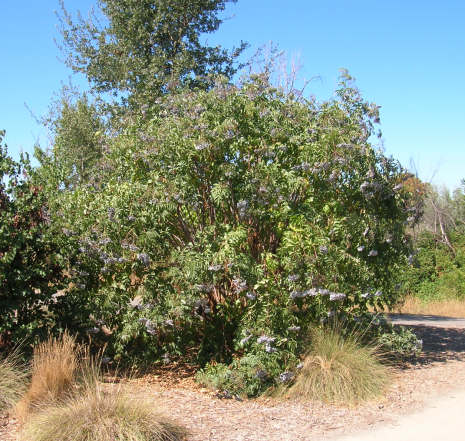 Elderberry – A “Miracle Plant”? | The Granada Native Garden Newsletter
