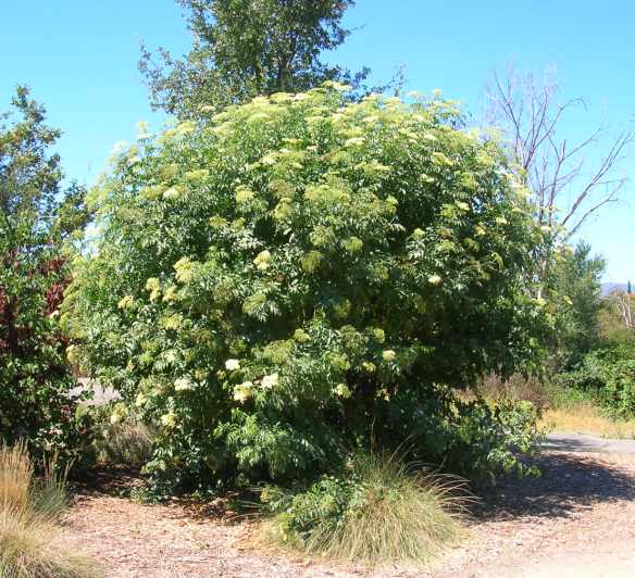 Elderberry – A “Miracle Plant”? | The Granada Native Garden Newsletter