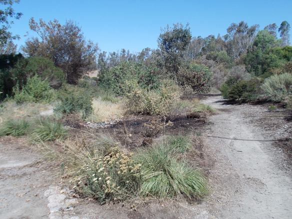 The Granada Native Garden Newsletter | A Demonstration Garden for ...