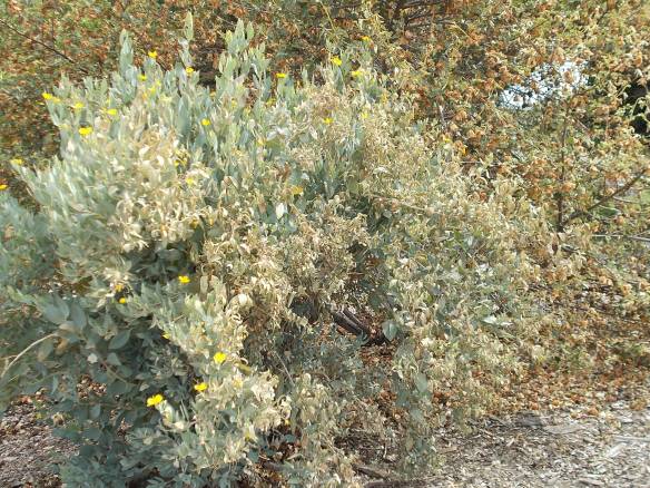 The Granada Native Garden Newsletter | A Demonstration Garden for ...