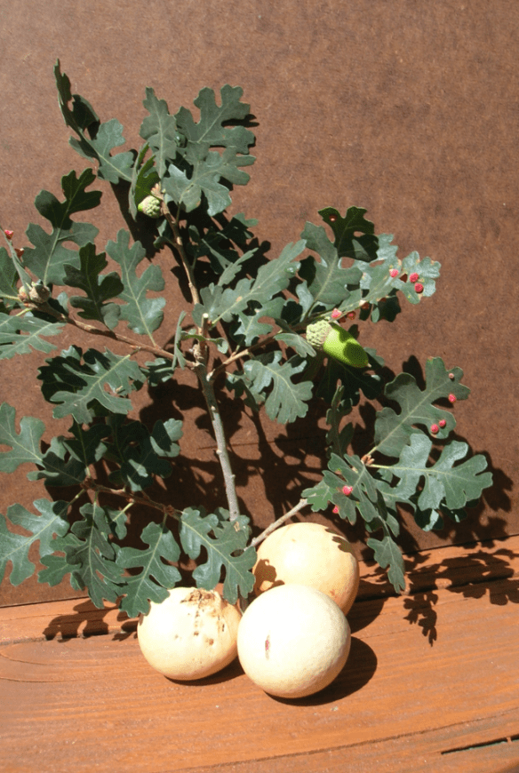 What Are Oak “Apples”? | The Granada Native Garden Newsletter
