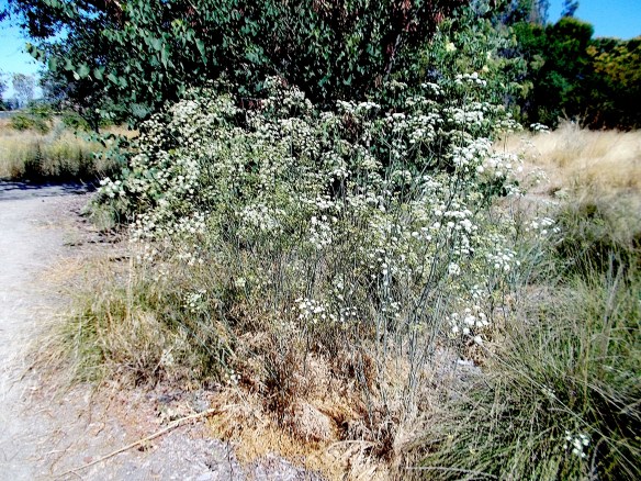 The Granada Native Garden Newsletter | A Demonstration Garden for ...