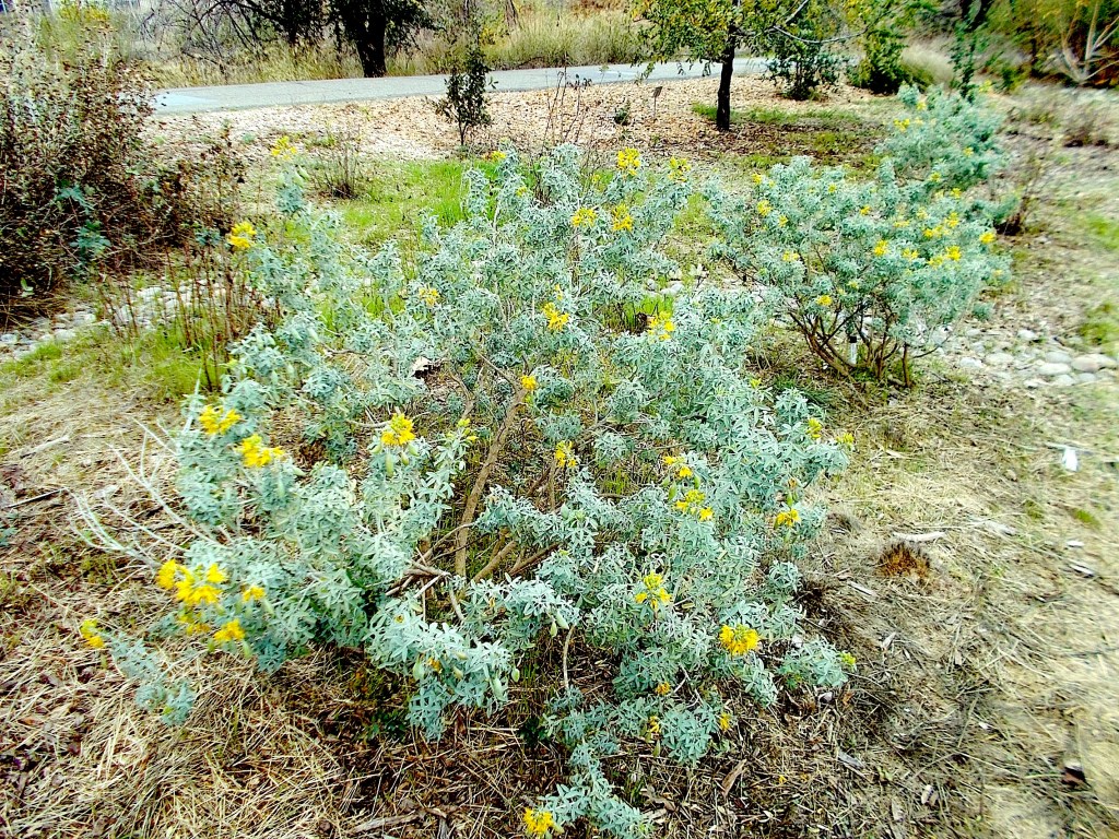 The Intriguing Aroma of Bladderpod | The Granada Native Garden Newsletter