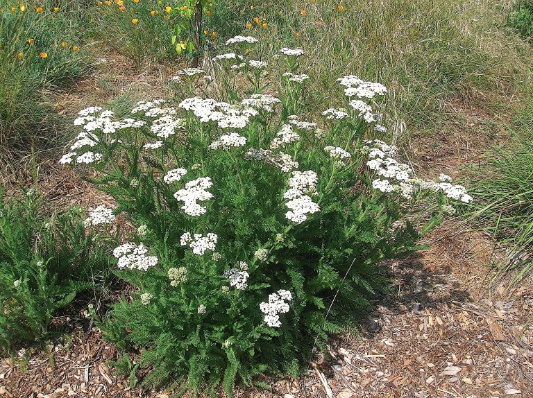 Yarrow – The Native with 1000 Leaves | The Granada Native Garden Newsletter