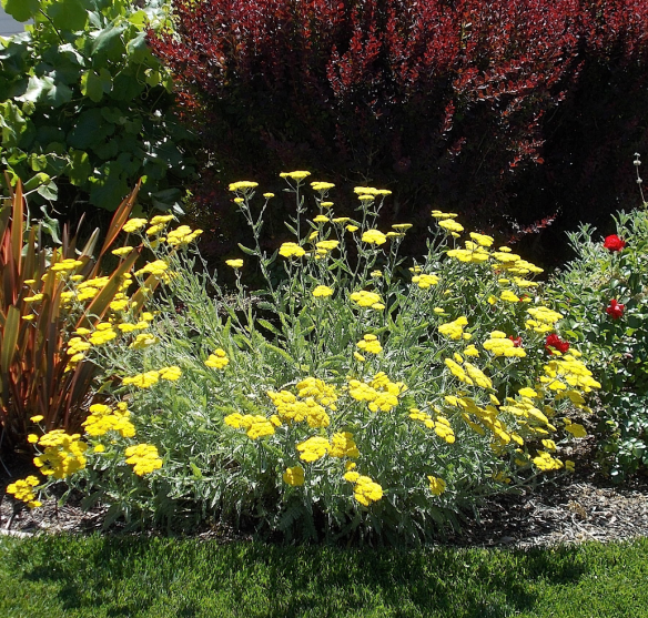 Yarrow – The Native with 1000 Leaves | The Granada Native Garden Newsletter