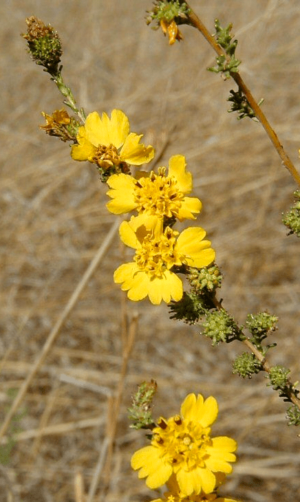 Tarweeds — and Their Evil Cousin! | The Granada Native Garden Newsletter