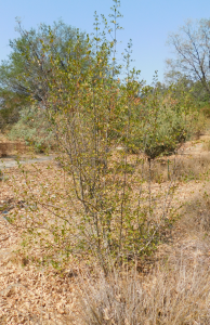 The Granada Native Garden Newsletter | A Demonstration Garden for ...